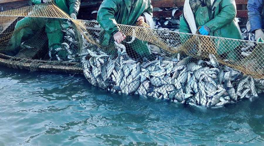 Since the beginning of the year, the total catch of aquatic ...